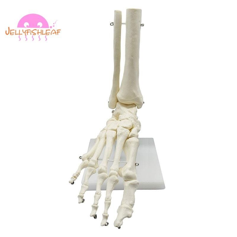 1:1 Human Skeleton Foot Anatomy Model Foot and Ankle with Shank ...