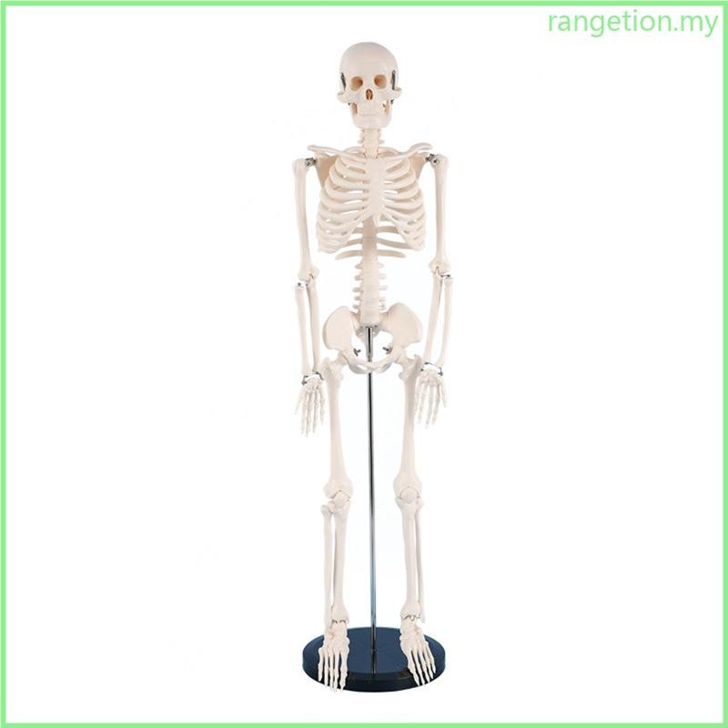 RAN 85cm Human Skeleton Model with Holder Stand for Anatomy Movable ...