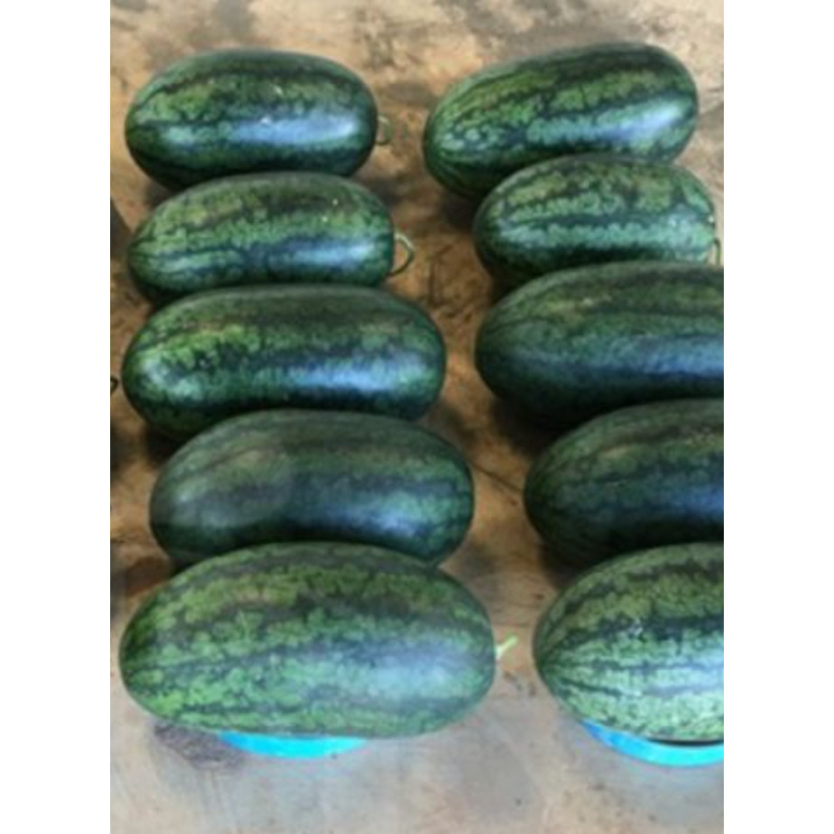 5 Pcs Biji Benih TEMBIKAI HIROCK -04 torpedo Premium Watermelon Seed ...