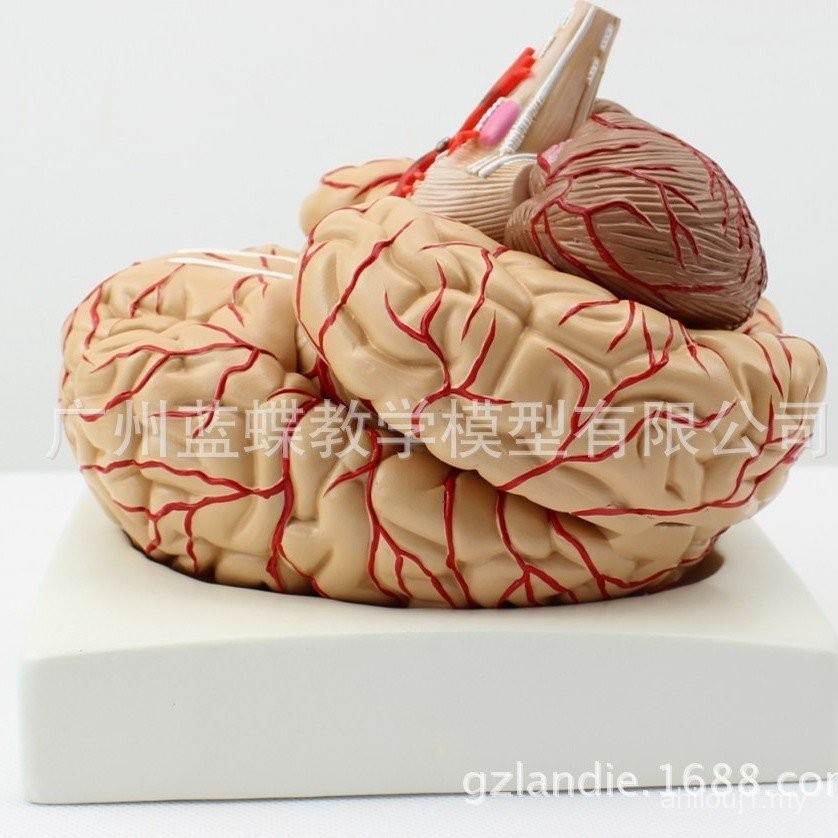 Medical Human Brain Anatomy Brain Function Partition Leather Body ...