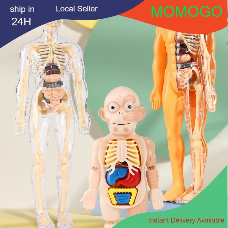 Science Human Body Anatomy human torso model Biological Human Body ...