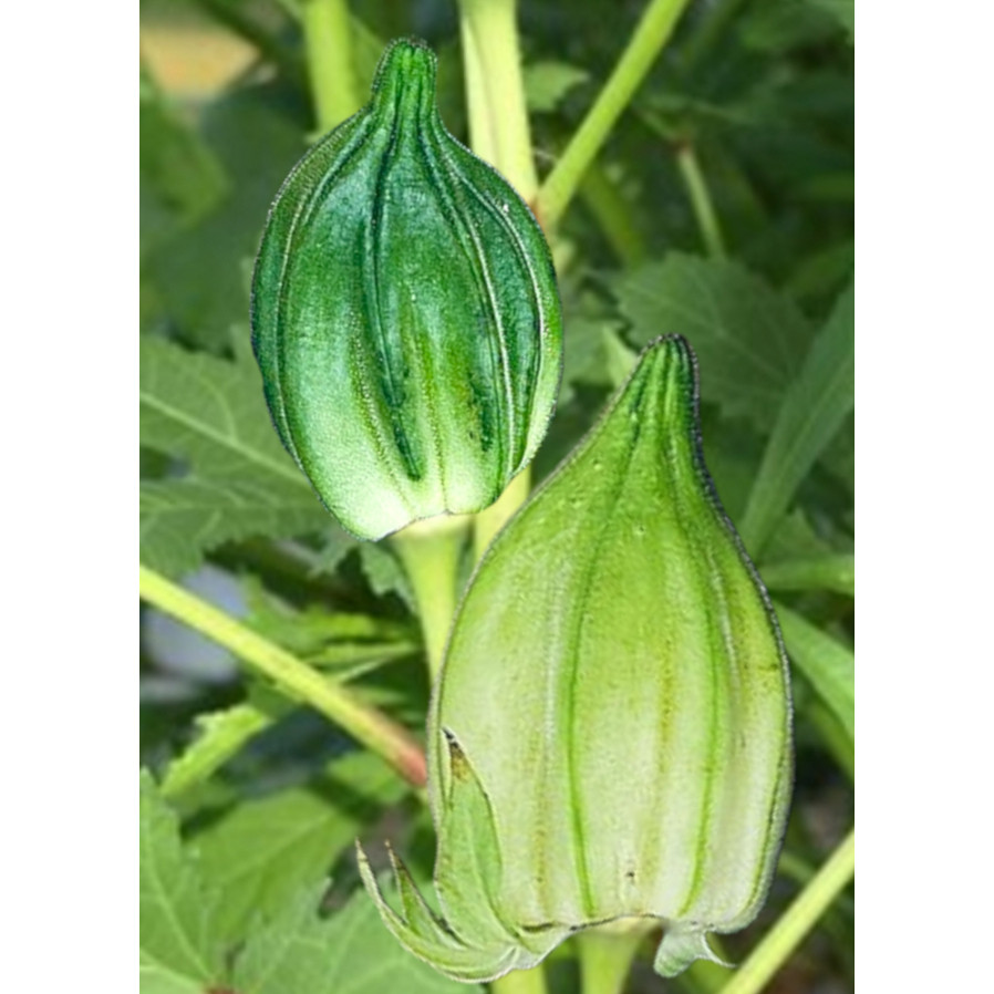 5 Pcs Biji Benih Bendi Heirloom Motherland Okra Seed Ready Stock ...