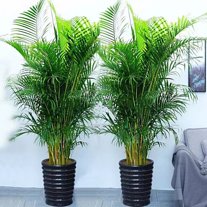 10pcs Areca Palm Seeds Flower Seeds Java Palm Plant Seeds Areca Palm ...