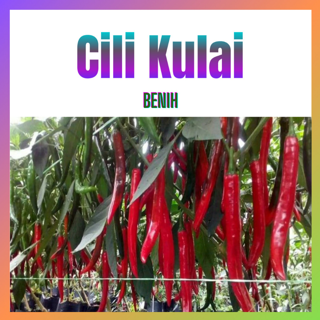 Pek Besar ¦ 4g Biji Benih Cili Kulai | Shopee Malaysia