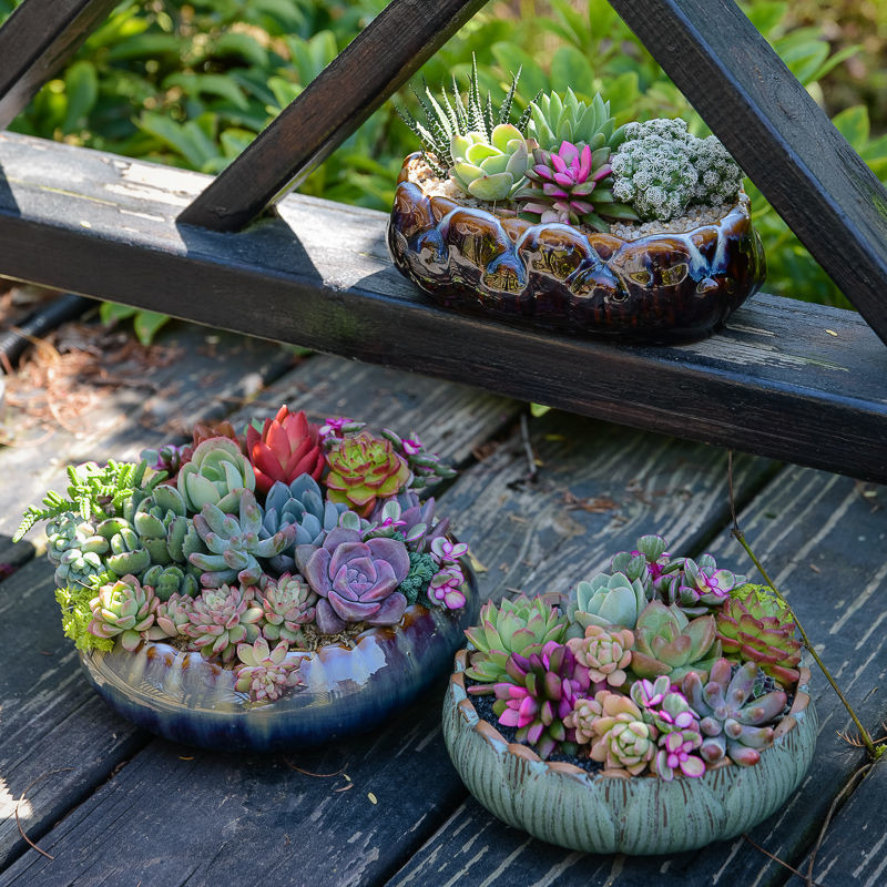 Special Offer Succulents Large Diameter Extra Large Old Pile Basin ...