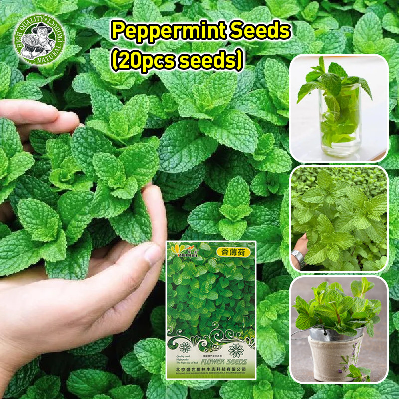 [Fast Germination] 100% Organic Peppermint Seeds Herb Seeds Potted ...