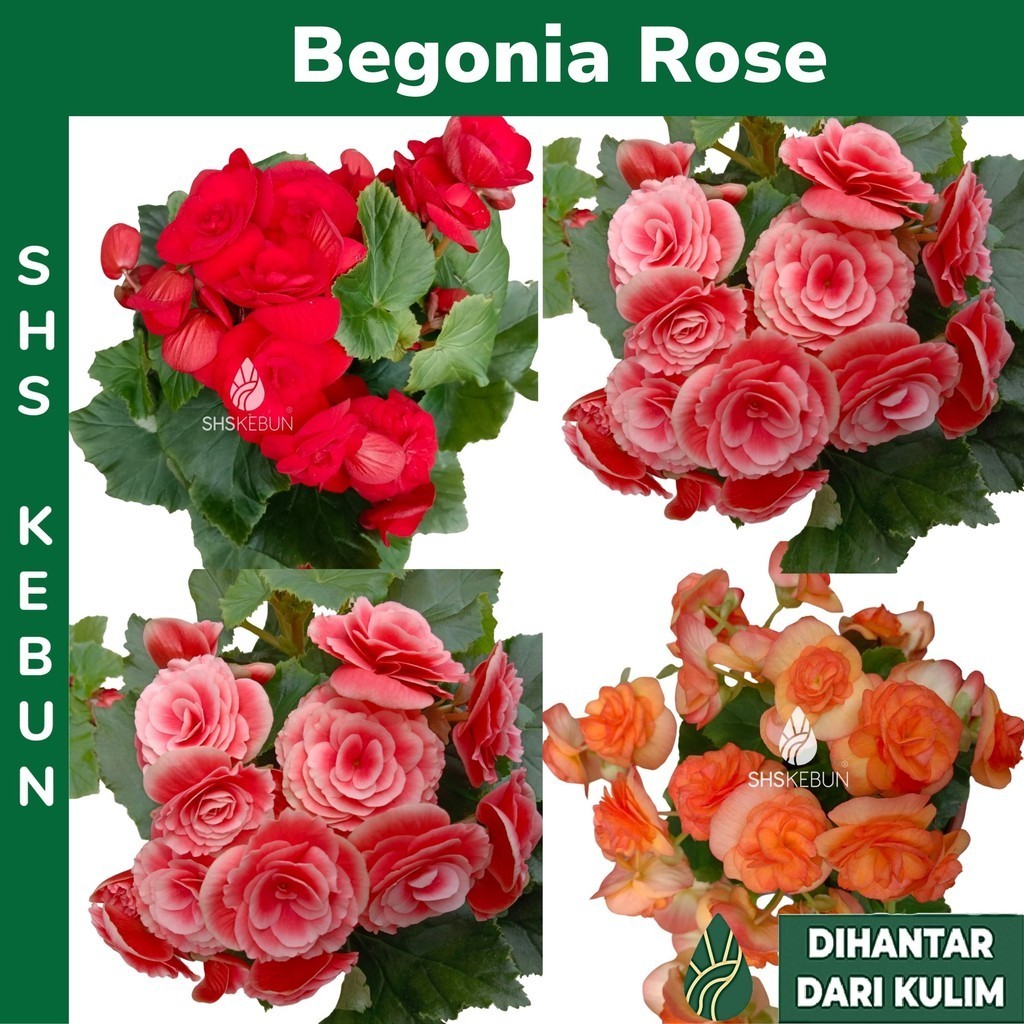 Pokok Begonia Rose Pokok Bunga Indoor Pokok Hidup Live Plant SHS Kebun ...