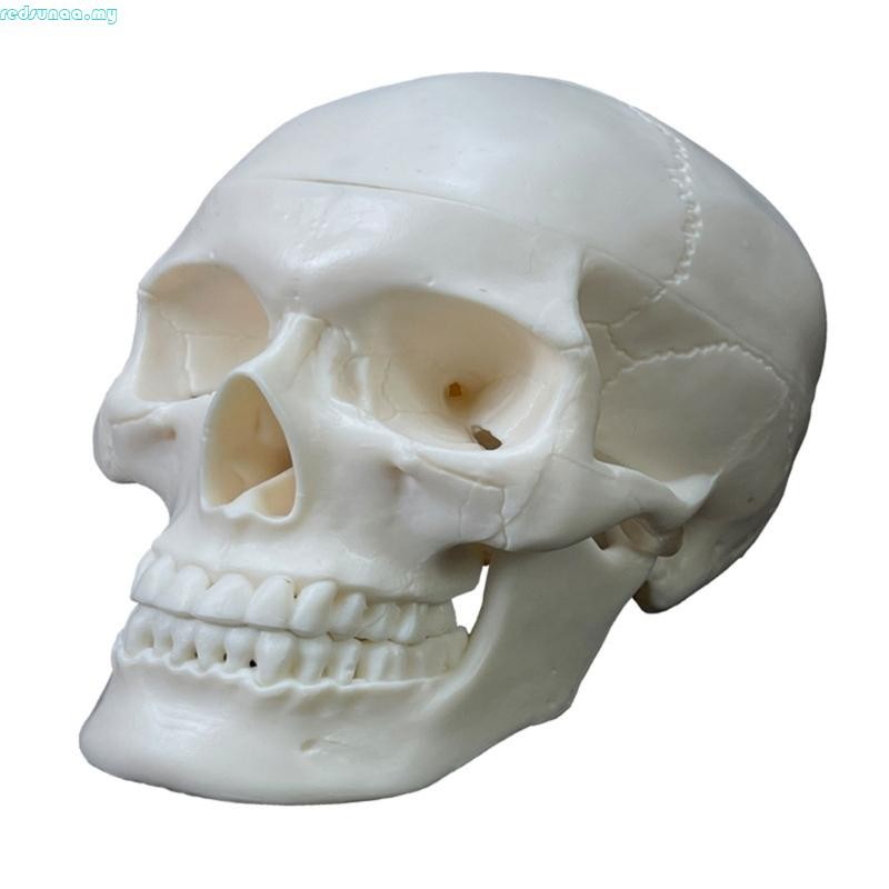 redsunaa Human Skull Anatomical Model Human Anatomy Head Skeleton Model ...