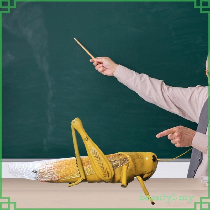 [BaositybfMY] Locusts Model Learning Tool Desktop Decor Teaching Tool ...