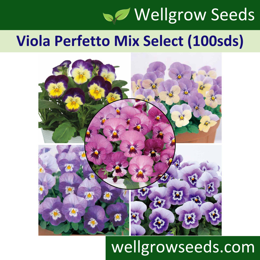Viola Perfetto Mix Select (100sds) 三色堇·精选混合 Viola wittrockiana Wellgrow ...