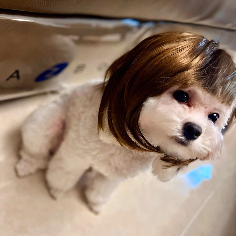 Pet Dog Wig Set Influencer Japanese Style Bangs Braids Cat Puppy French ...