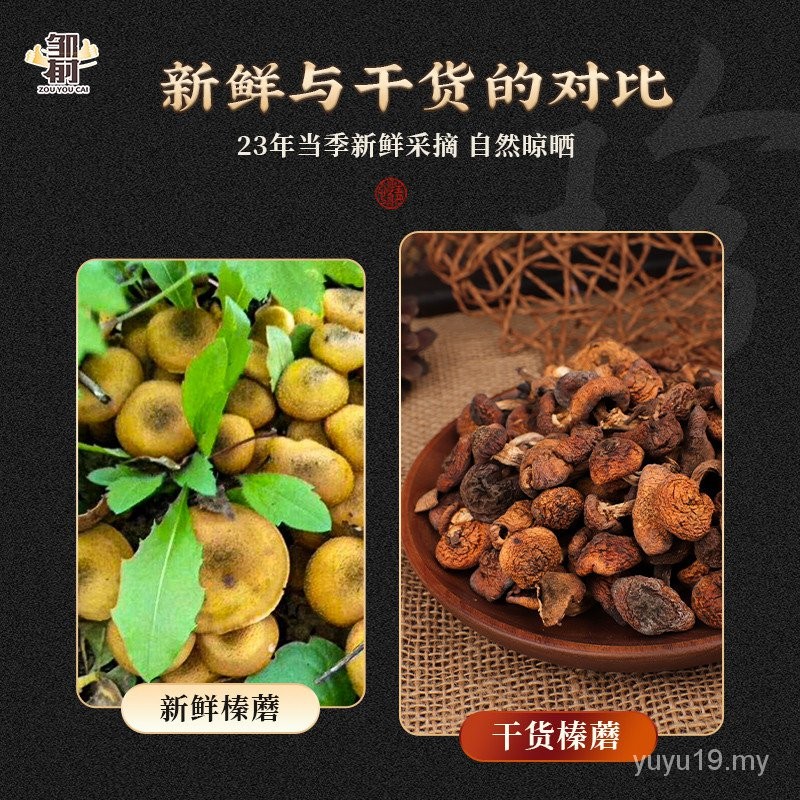 Cendawan hazel liar tulen timur laut, barang kering, 500 beg, ayam ...