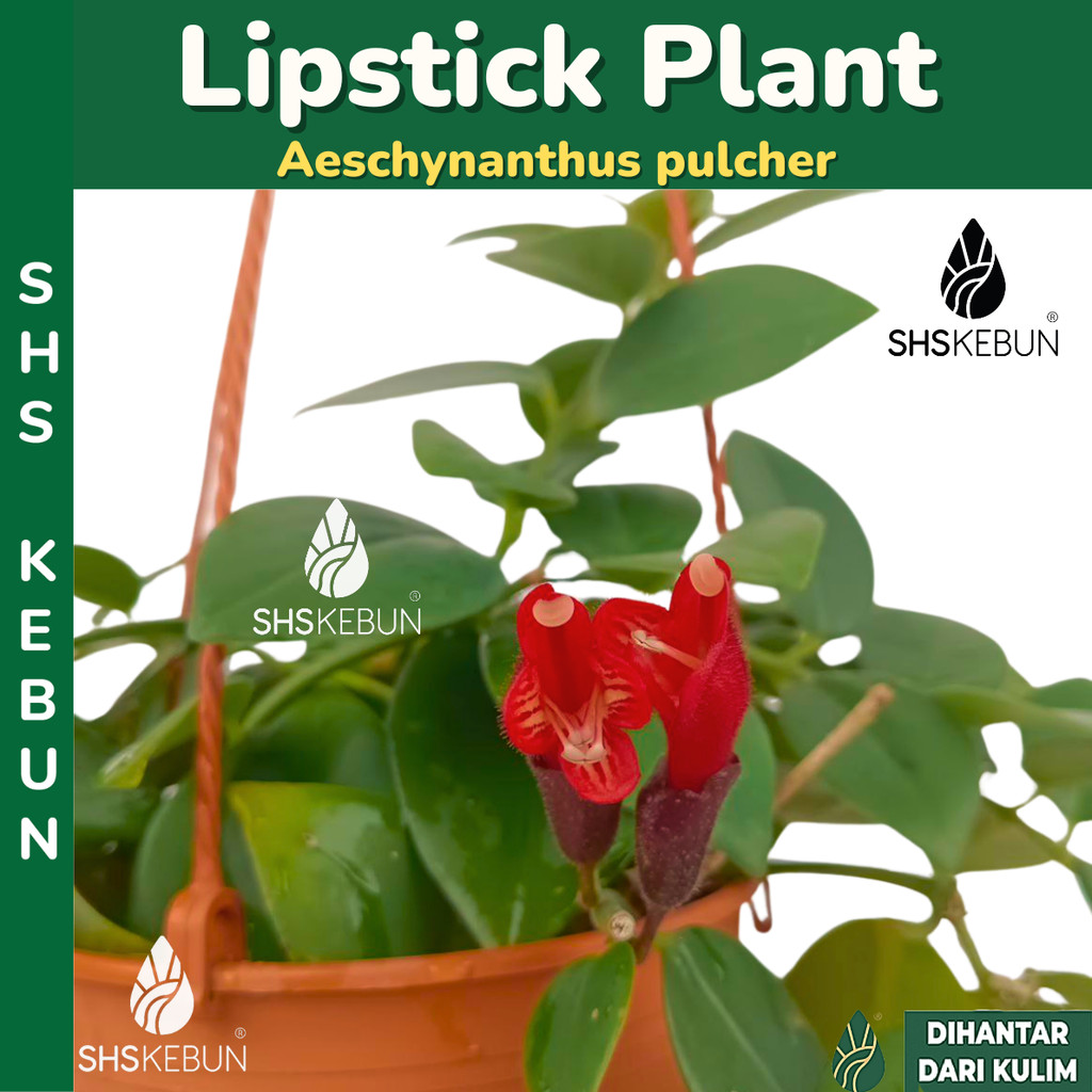 Pokok Lipstick Gantung Bunga Merah Lipstick Plant Pokok Hiasan Indoor ...