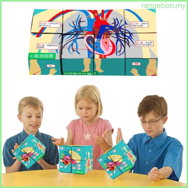 RAN Human Body Organs Cube Human Anatomy Study Science Classroom ...