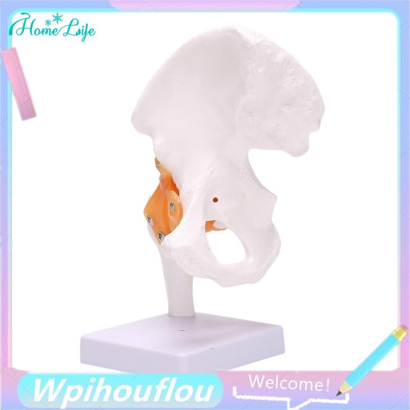 [HoME&life] Life Size Hip Bone Model - Hip Joint Model with Flexible ...
