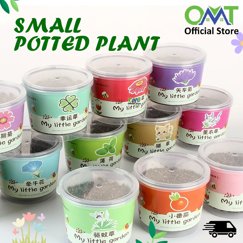 Mini Plant Potted Kids DIY Plant Kids Planting Green Plant Office ...