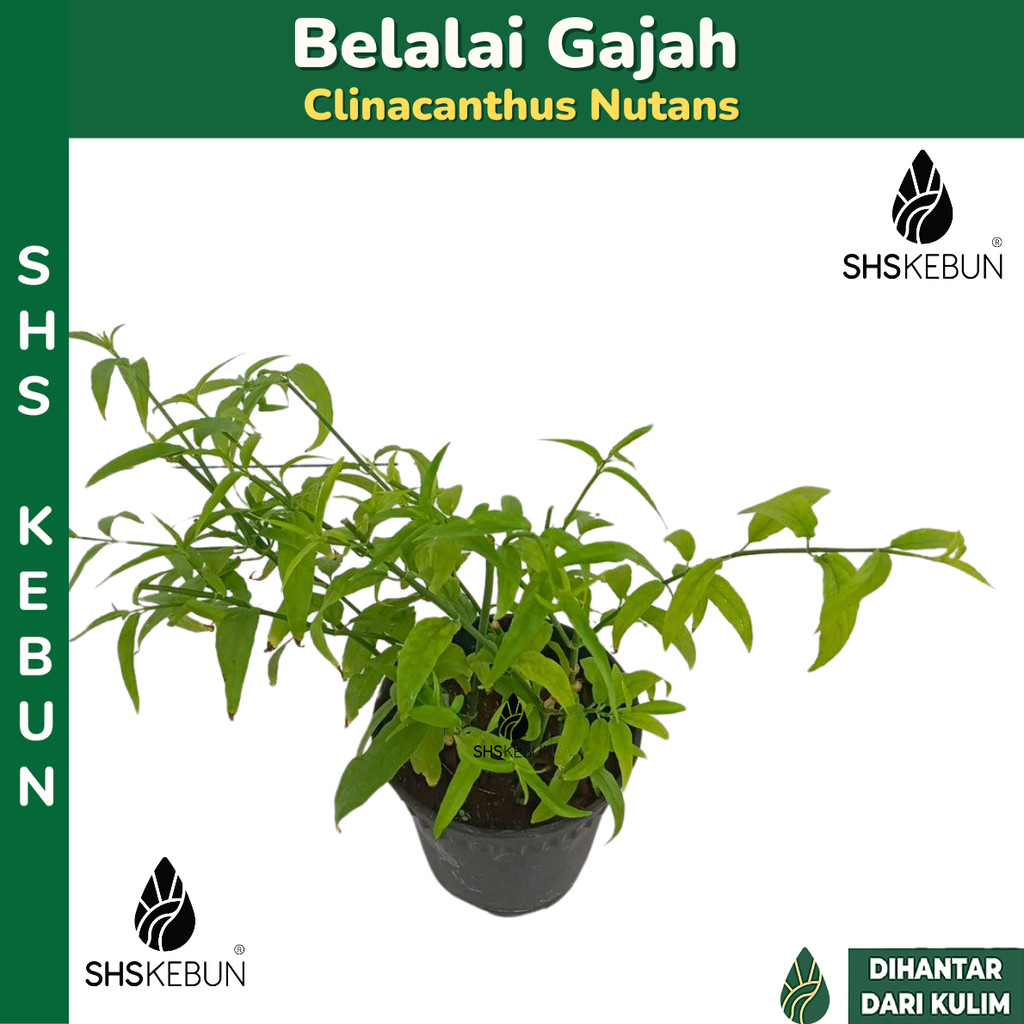Pokok Belalai Gajah Sabah Snake Grass 忧遁草 Pokok Herba Pokok Hidup ...