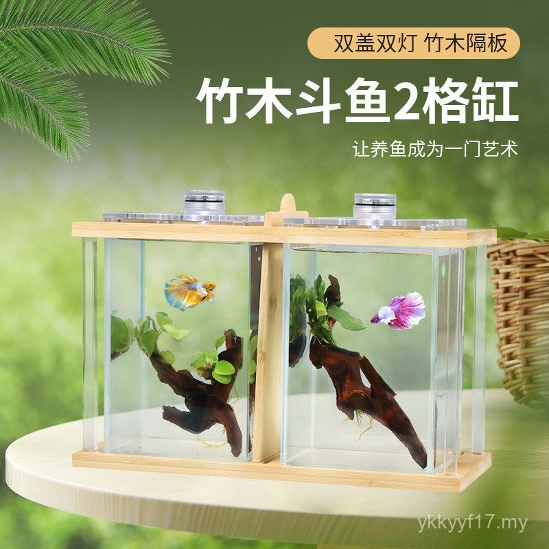 Tangki Ikan Cupang Thai Dua Baris Kreatif Buluh Mesra Alam Tangki Ikan ...