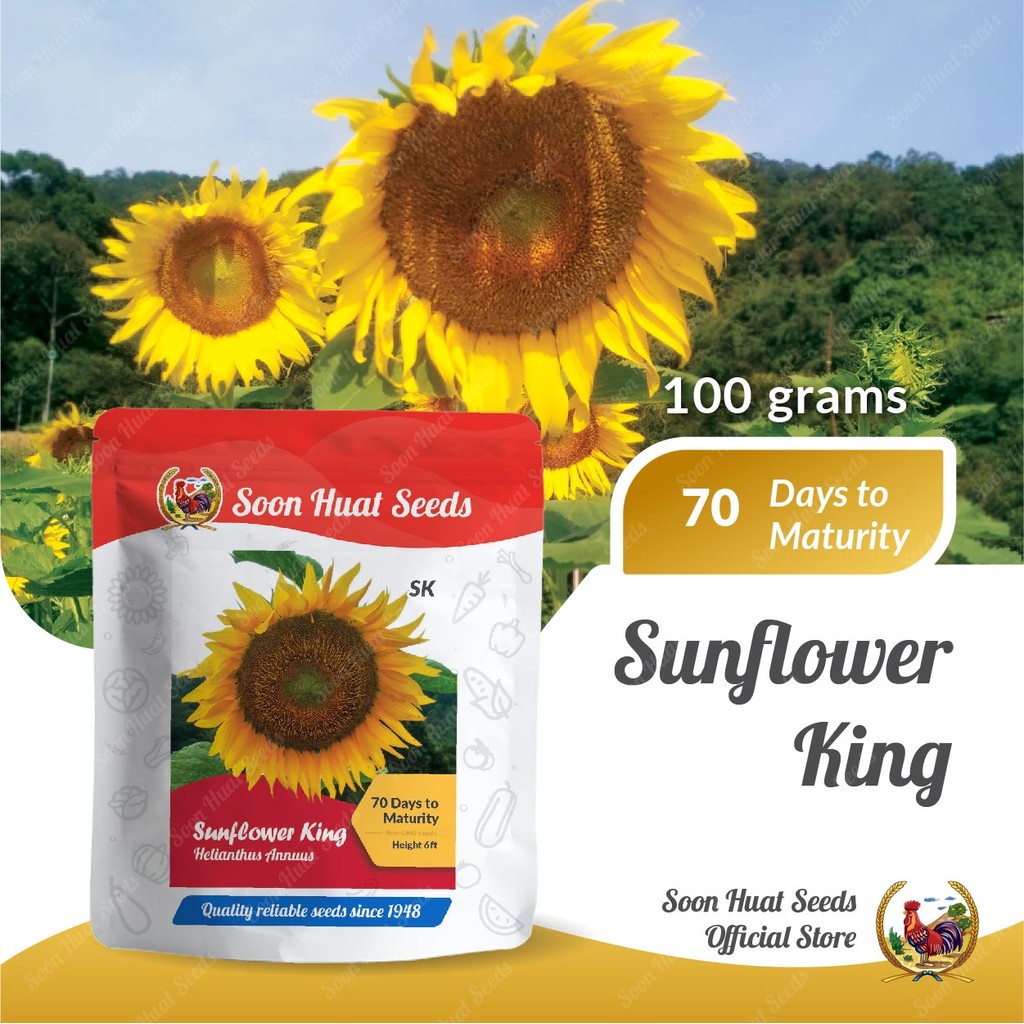 [100g] SK Benih Bunga Matahari Besar Sunflower King Soon Huat Seeds ...