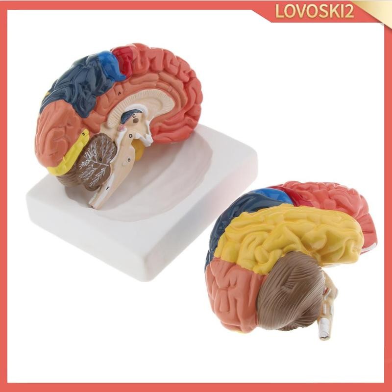 [LovoskiacMY] Human Brain Head Brain Model Colored for Teaching ...