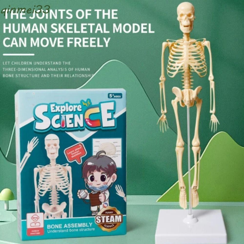 QINMEI Bone Model, DIY Assembly Joints Of Human Organ Model, Structural ...