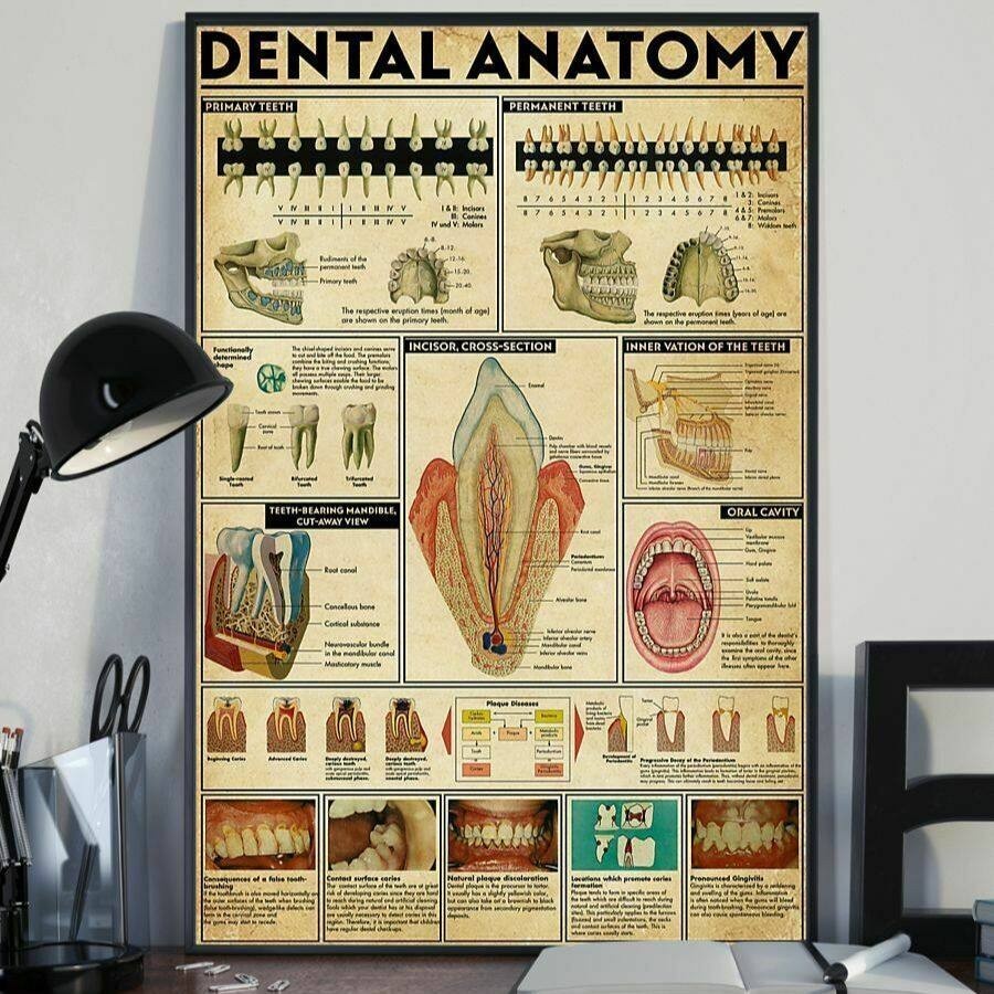 Canvas Wall Art Tooth Dentist Dental Anatomy Vertical Clinic Teeth ...