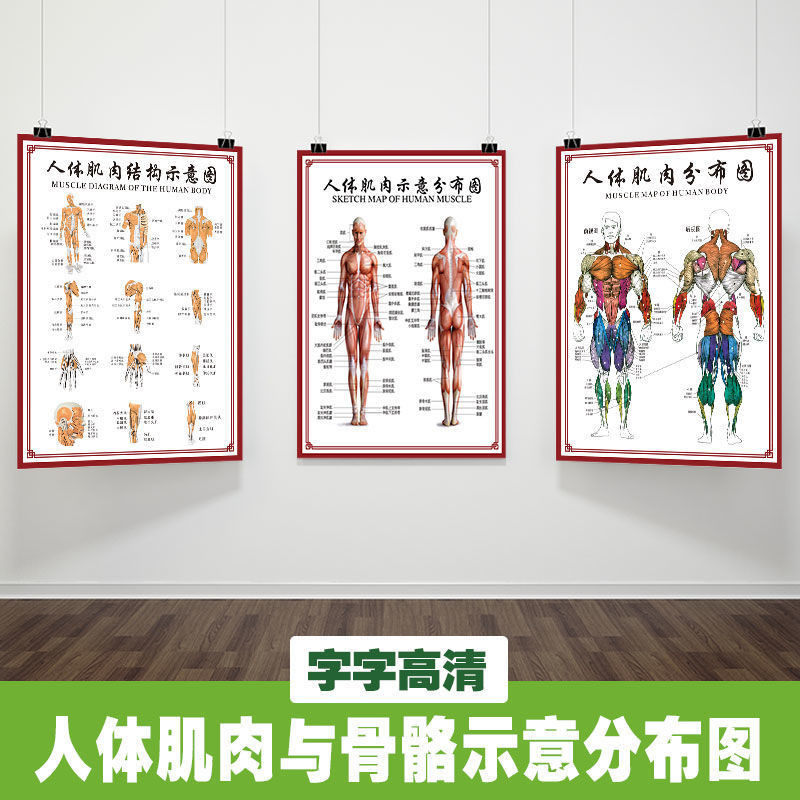 Ma4/9 New Product Human Body Skeleton Chart Wall Chart Organ Internal ...