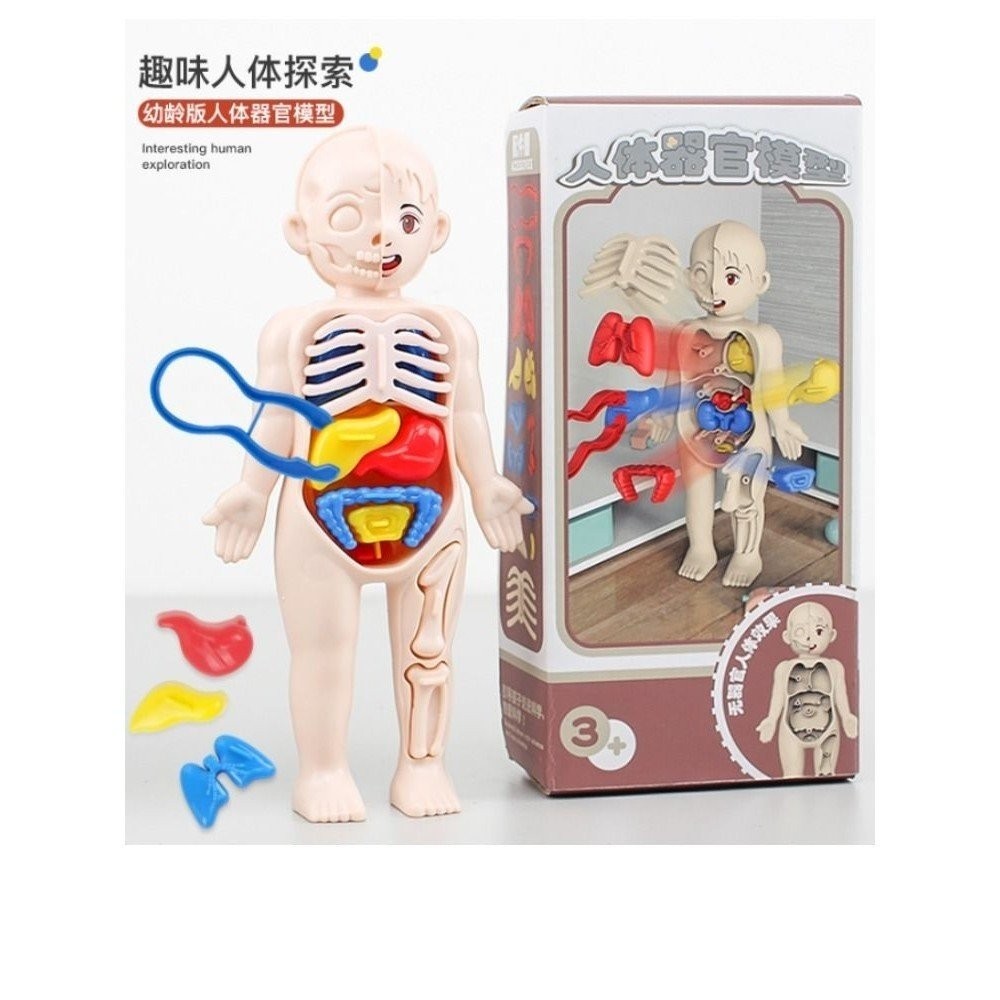 Development toy plastic DIY human body model human organ model 3D ...