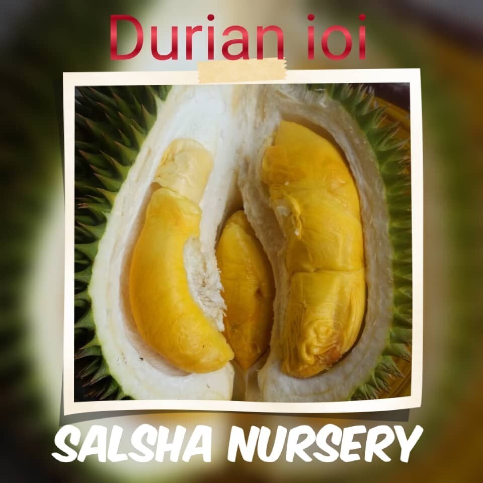 Malaysia Pokok Durian ioi Hajah Hasmah Hybrid Cepat Berbuah 2024 ...