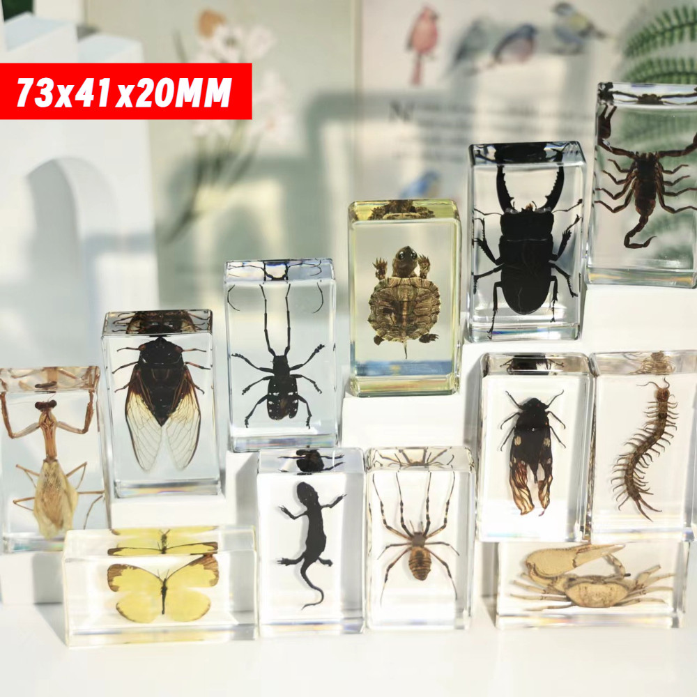 7.3cm Real Insect Specimens Children Cognitive Science Popularization ...