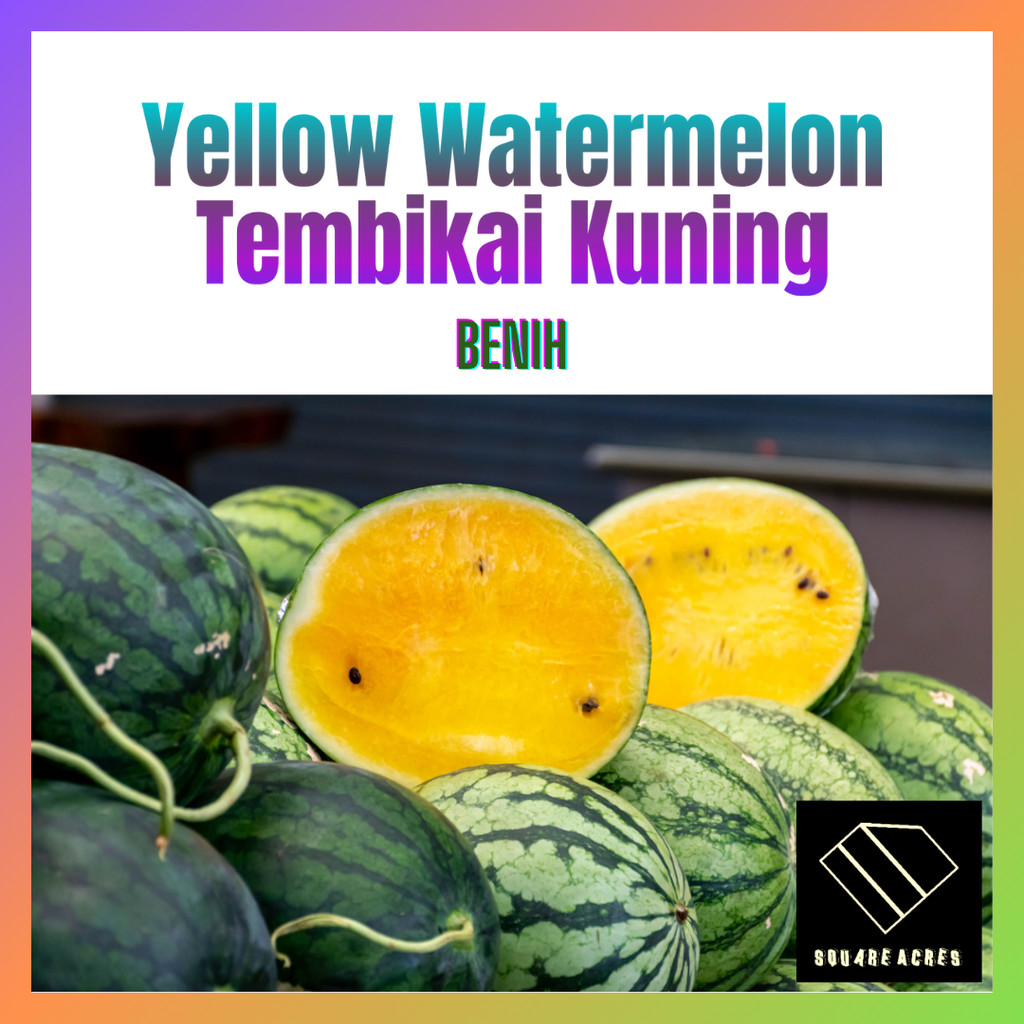 0.5g Biji Benih Tembikai Kuning Yellow Watermelon Seeds High Quality ...