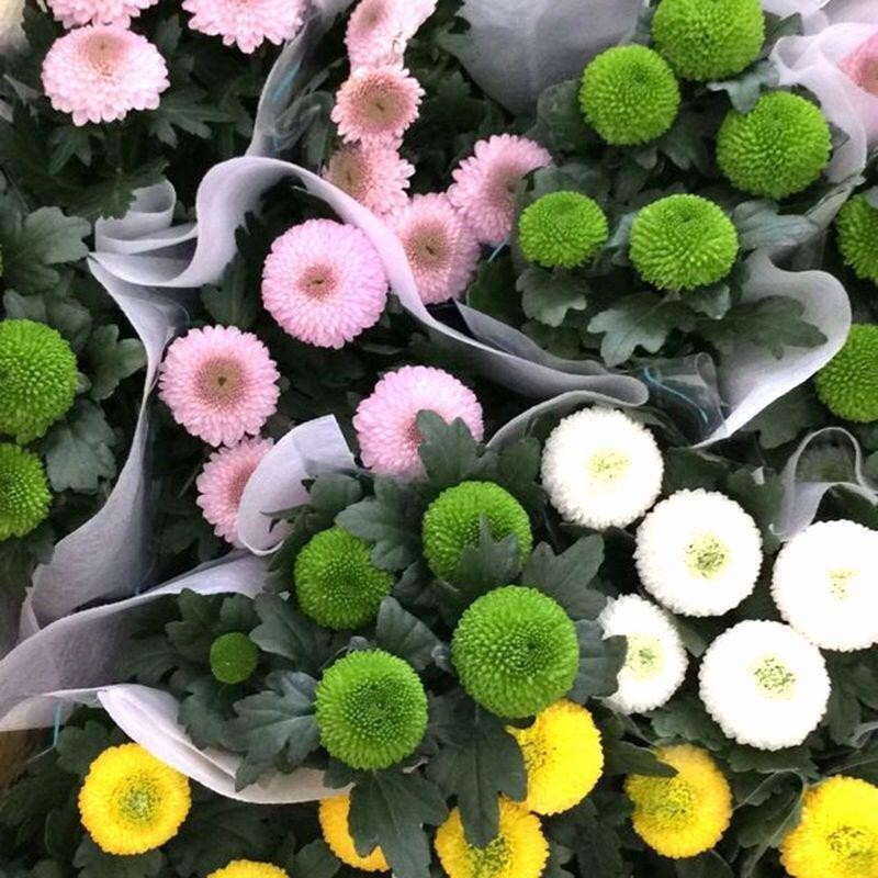 F25 25pc mix color ping pong chrysanthemum flower seeds Biji benih ...