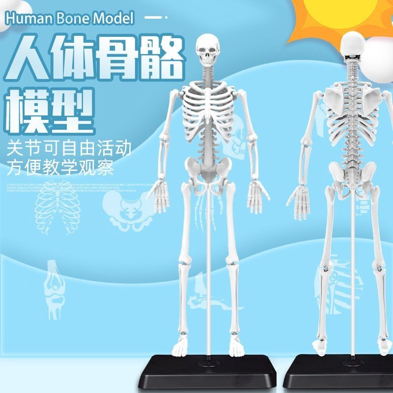 Simulation Human Body Skeleton Skeleton Detachable Medical Science ...