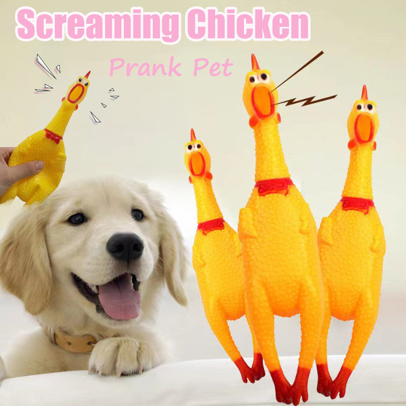 Screaming Chicken Prank Pet Vocalizations Strange Chicken Roars ...