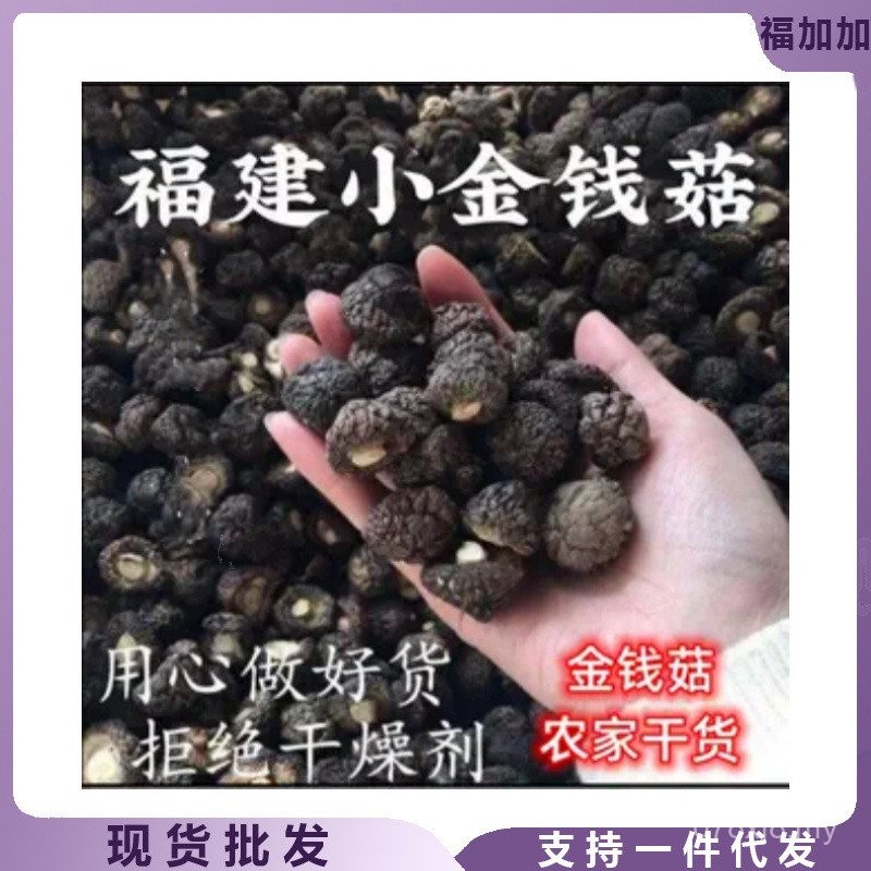 Produk baru Fujian cendawan emas khas bilangan terhad super kecil ...