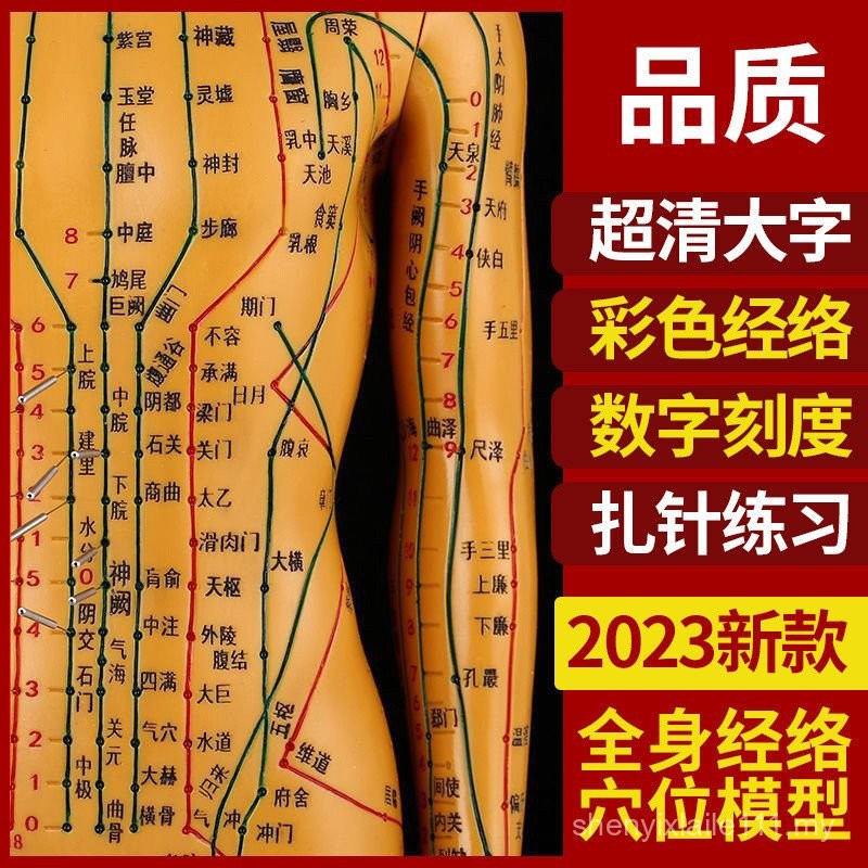 Acupuncture Model Meridian Acupuncture Points Traditional Chinese ...