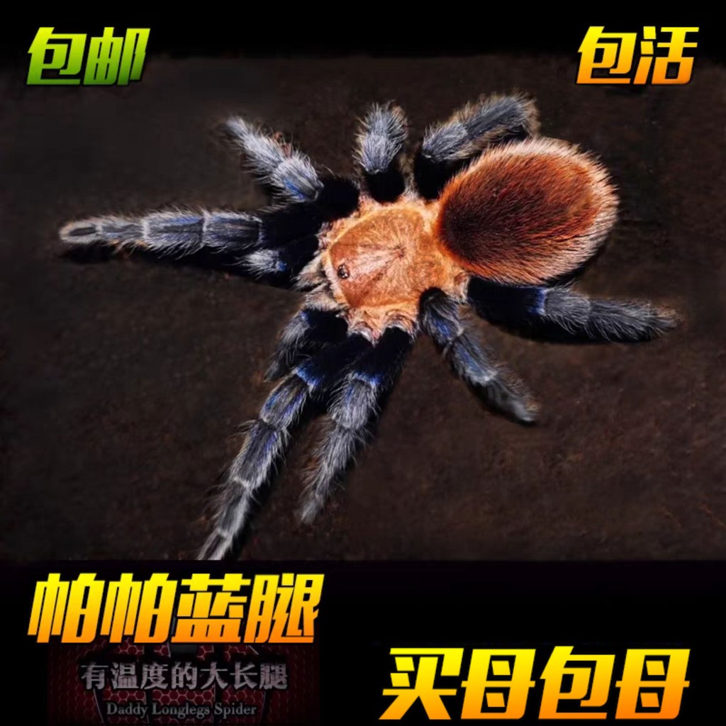 Labah-labah Haiwan Peliharaan Kaki Biru Papa Lembut dan Mudah ...