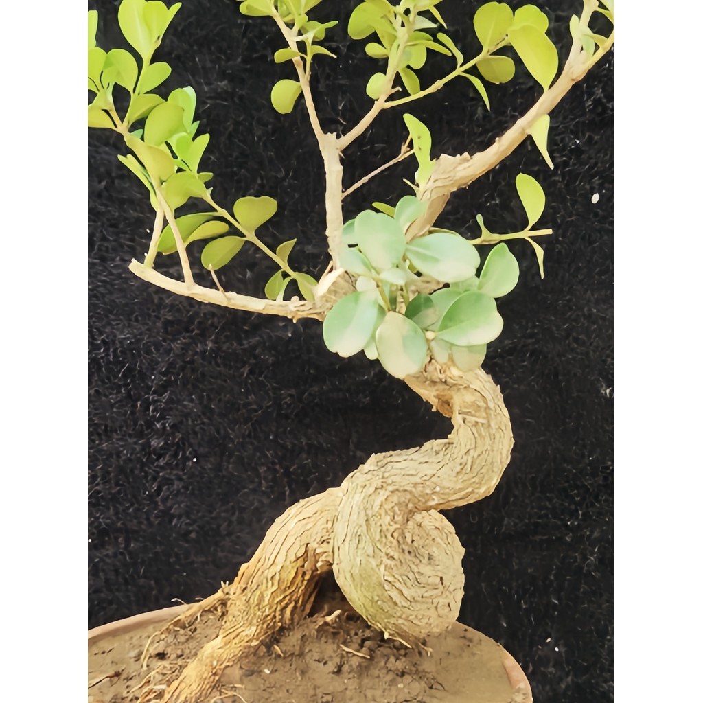Anak Benih Beringin Kerdil Kayu Kotak Kuning Cerucuk Lama Bahan Bonsai ...