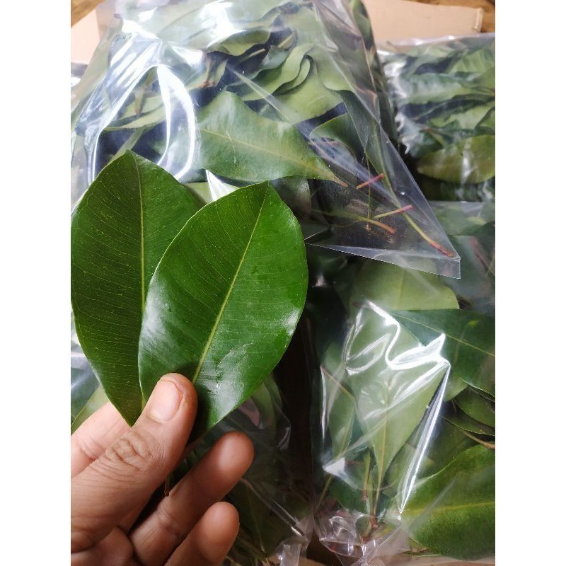 New fresh CLOVES LEAVES 250 GRAMS fresh | Shopee Malaysia