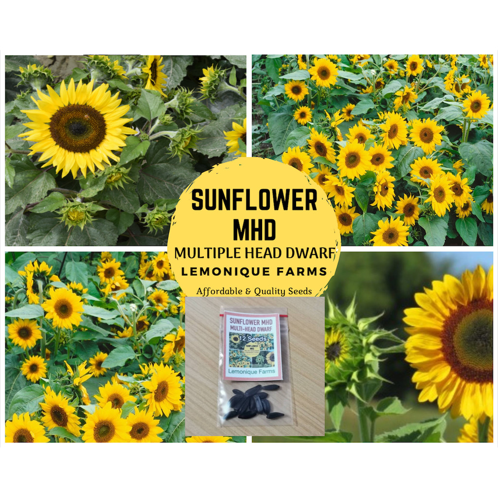 【Ready Stock】🎈Multiple Head Sunflower | Multiple Head Sunflower Seeds ...