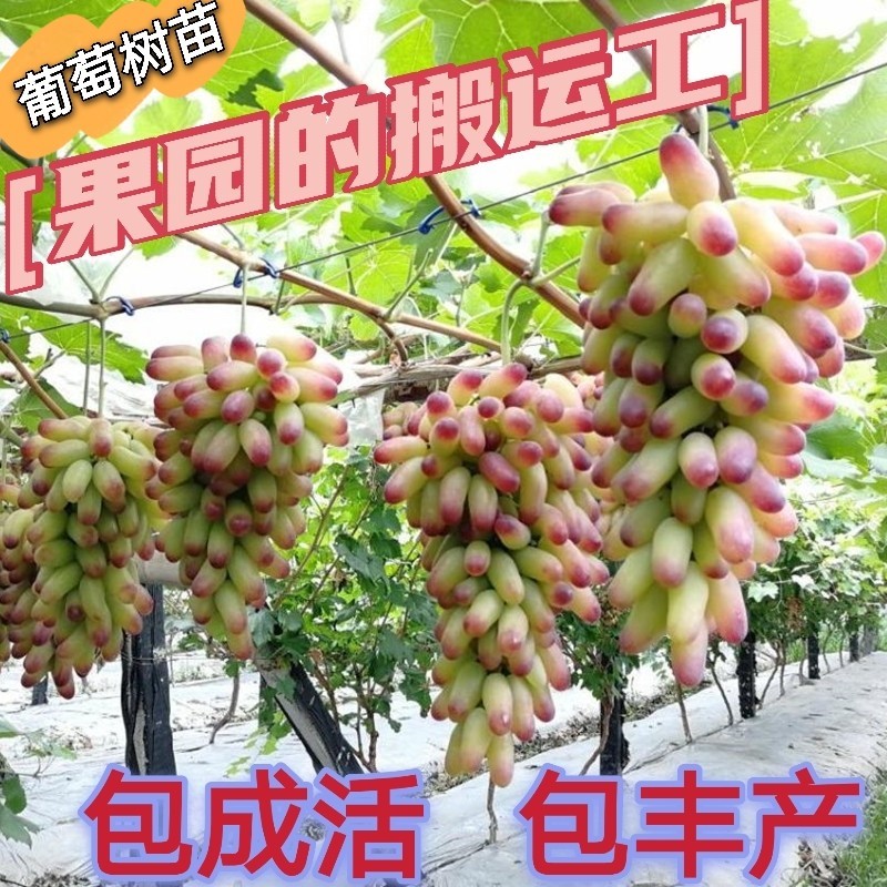 Anak Benih Anggur untuk Penanaman Pasu dan Tanah Utara dan Selatan ...