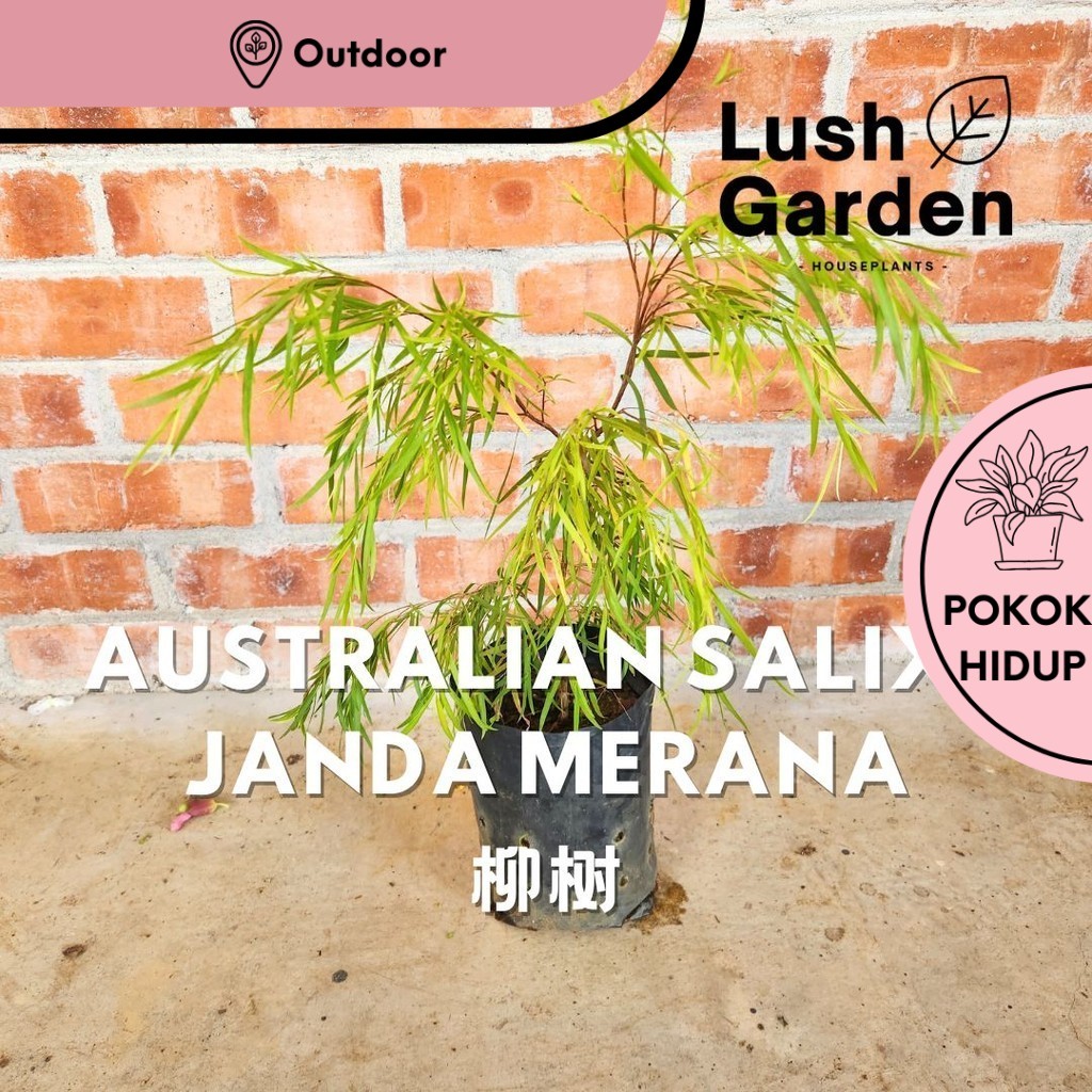 Australian Salix / Weeping Willow / Janda Merana / Salix Babylonica 柳树 ...