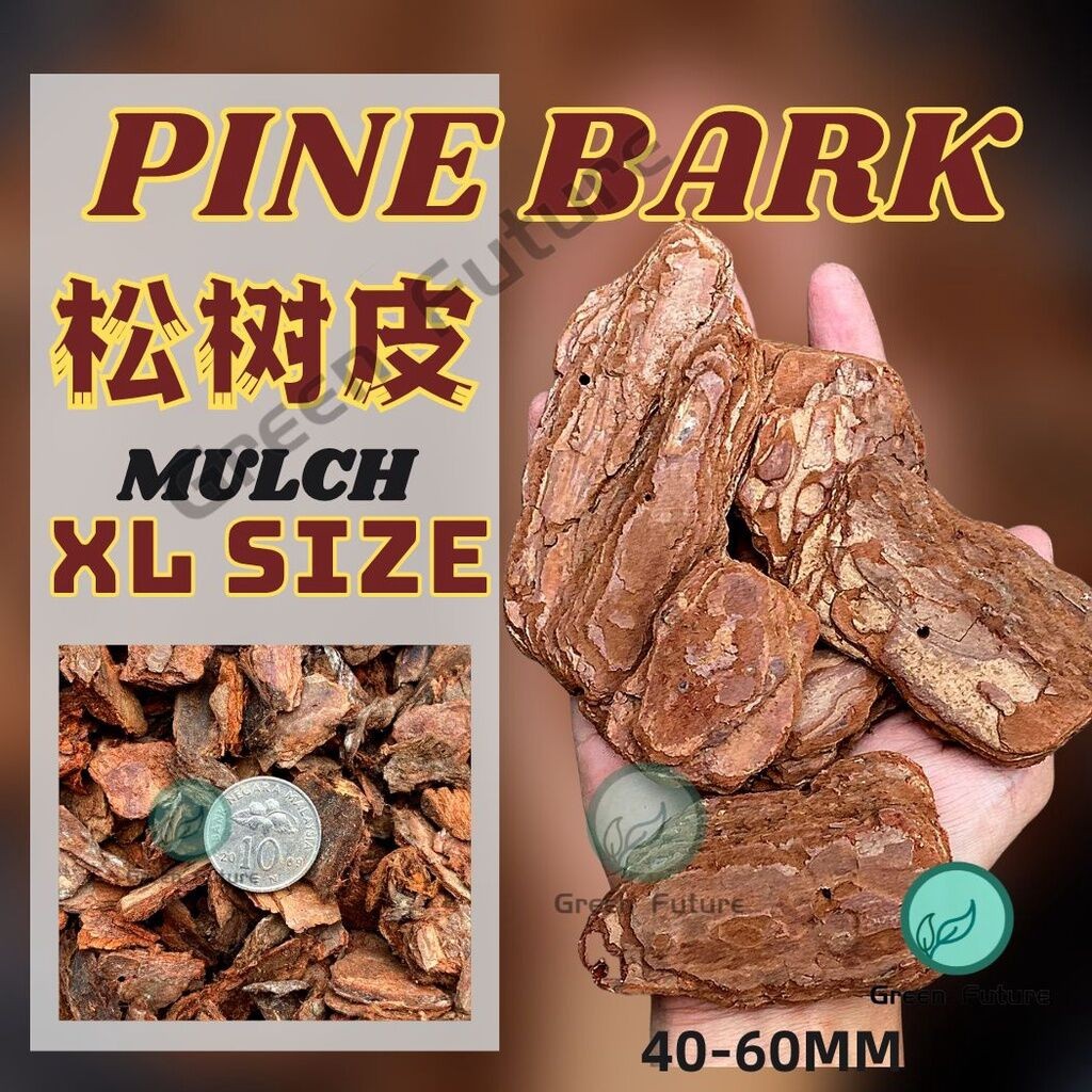 1 KG XL size PINE BARK Pine scale Orchid potting Pine Bark MURCH ...