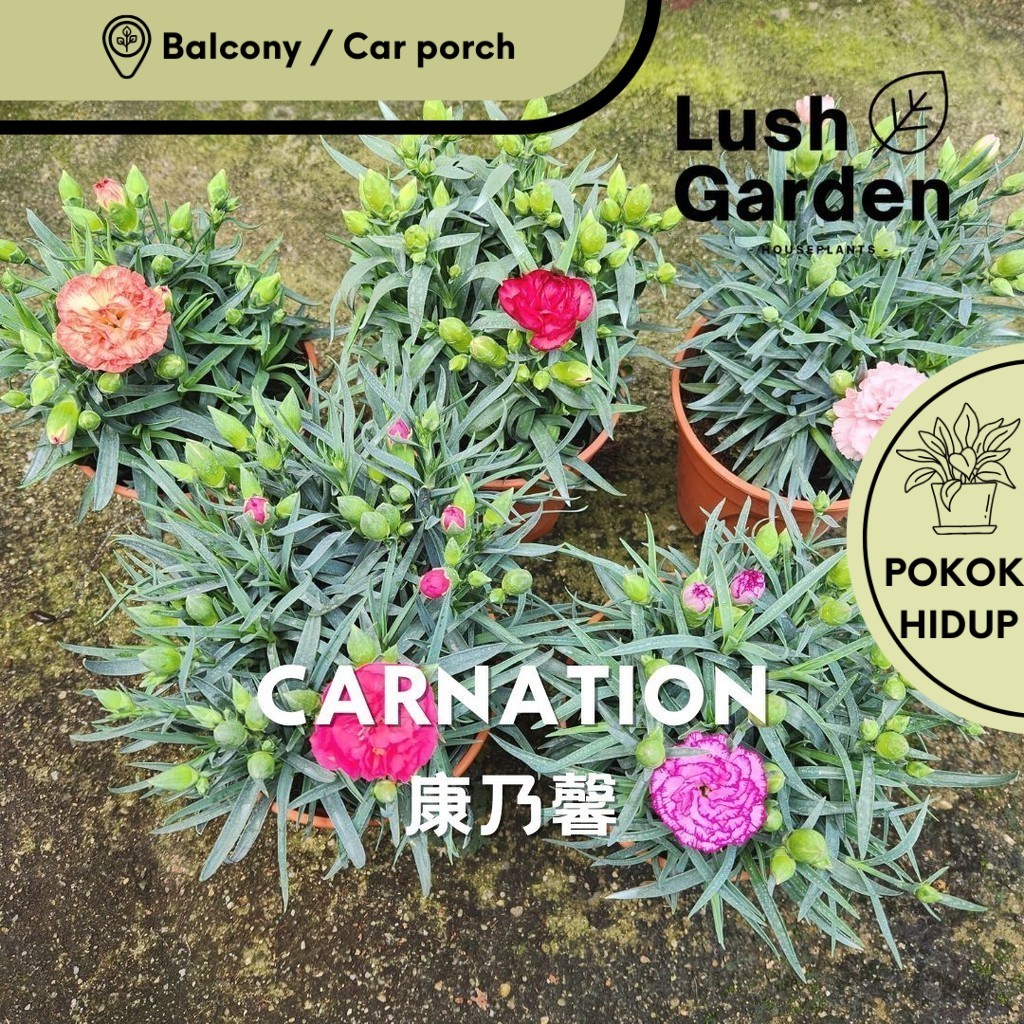 [Random] Bunga Carnation 康乃馨 140mm Pot Live Plant Pokok Hiasan Flower ...