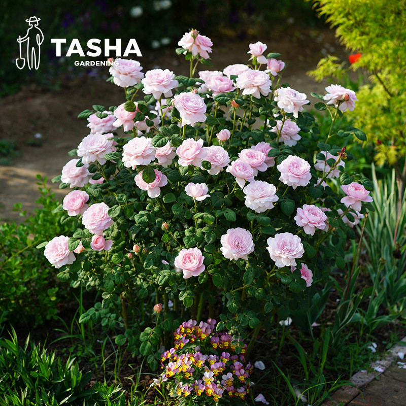 Taman Tasha [Lollipop Rose] Miniatur Anggur Renek Chengdu Mudah Ditanam ...