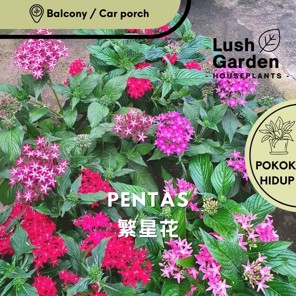 Pentas Lanceolata Series/ Lucky Star / 繁星花 / 五星花 Anak Pokok Bunga ...