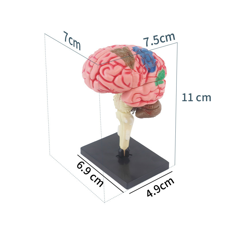 Children Experimental Toys Human Body Brain Anatomy Structure 4D Model ...