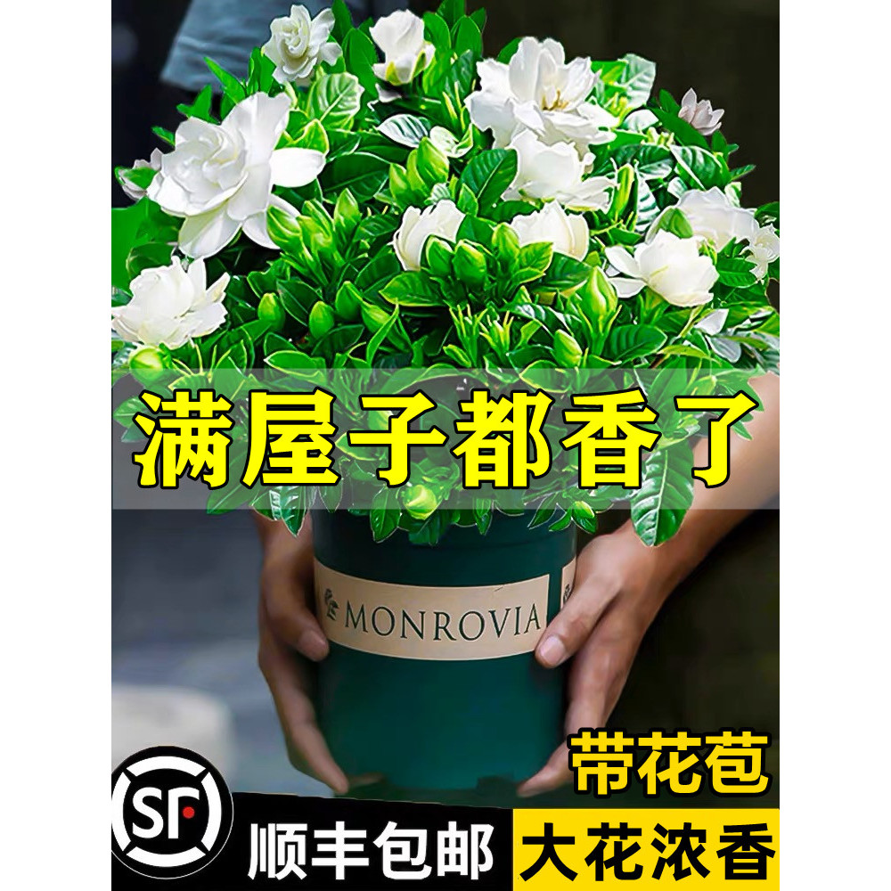 Tanaman Bunga Pasu Gardenia Dalaman Bakul Lobak Hijau Balkoni Tanaman ...