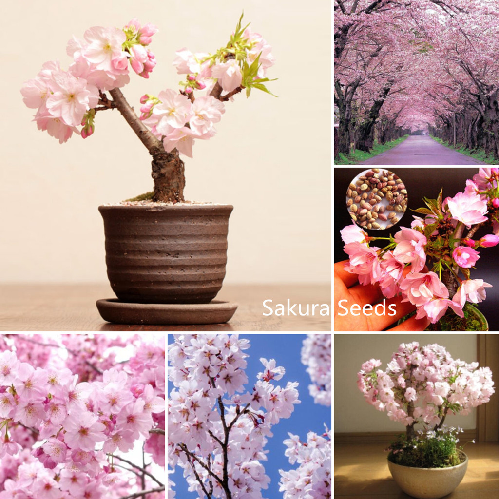 [Fast Growing] Local Ready Stock 30Pcs Original Japanese Sakura Seeds ...