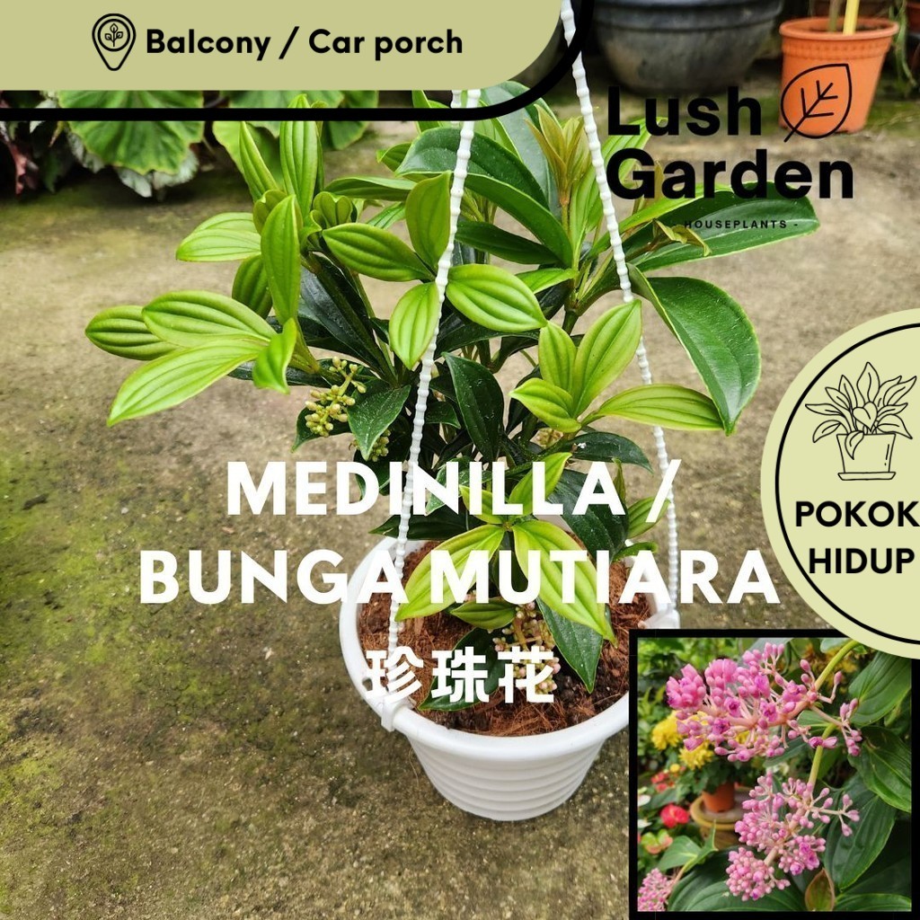 Medinilla / Bunga Mutiara 珍珠花 180mm Pot Hanging Live Plant Flower Pokok ...
